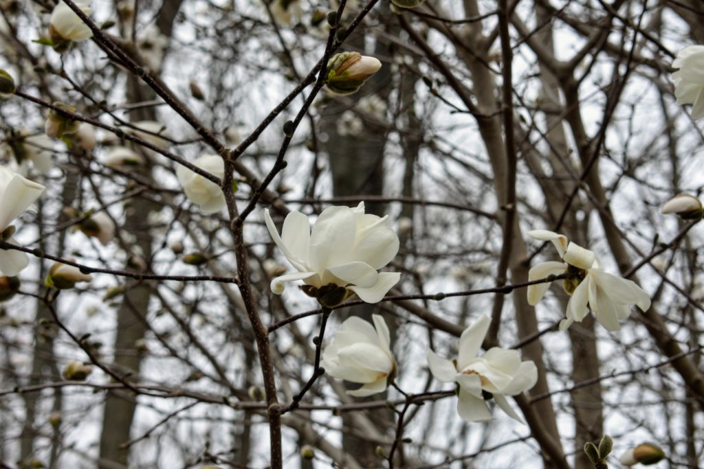 More Spring Emergence at the Farm - The Martha Stewart Blog