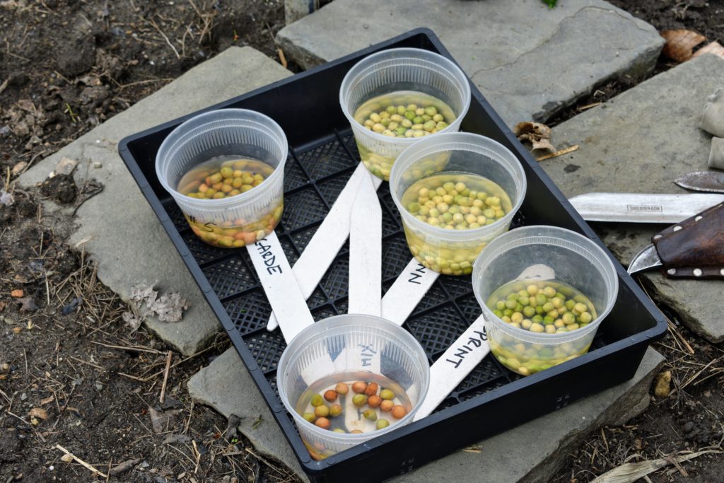 Preparing and Planting Peas - The Martha Stewart Blog