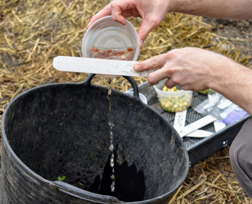 Preparing and Planting Peas - The Martha Stewart Blog