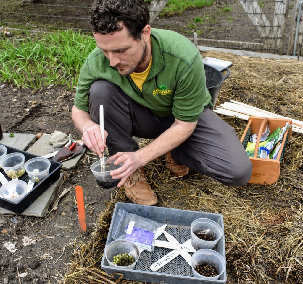 Preparing and Planting Peas - The Martha Stewart Blog