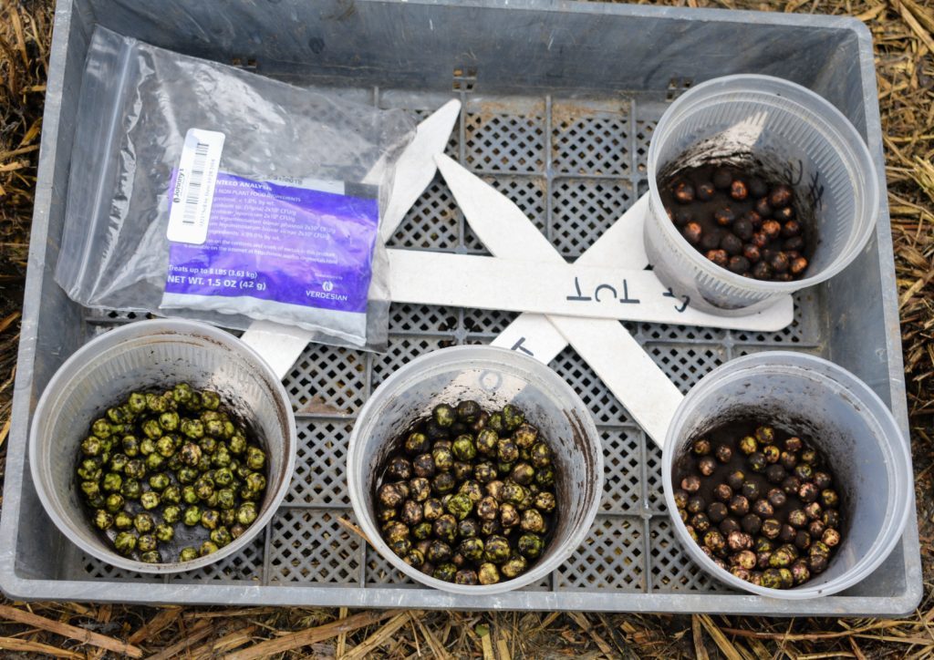 Preparing and Planting Peas - The Martha Stewart Blog