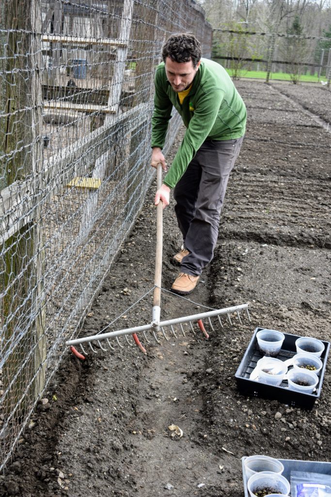 Preparing and Planting Peas - The Martha Stewart Blog
