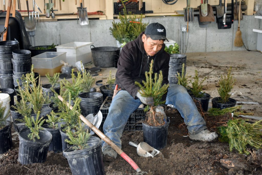 Trees and Shrubs from Musser Forests, Inc. - The Martha Stewart Blog