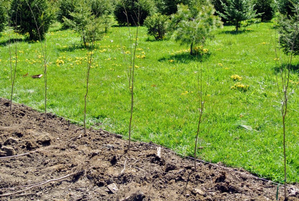 A Field of Young Trees - The Martha Stewart Blog
