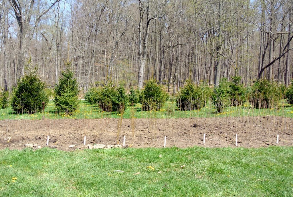 A Field of Young Trees - The Martha Stewart Blog