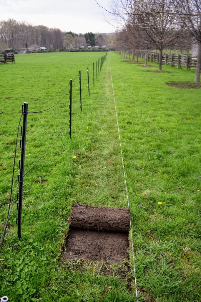 Planting European Beech Trees - The Martha Stewart Blog