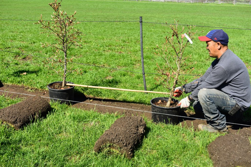The Martha Stewart Blog : Blog Archive Planting European Beech Trees ...