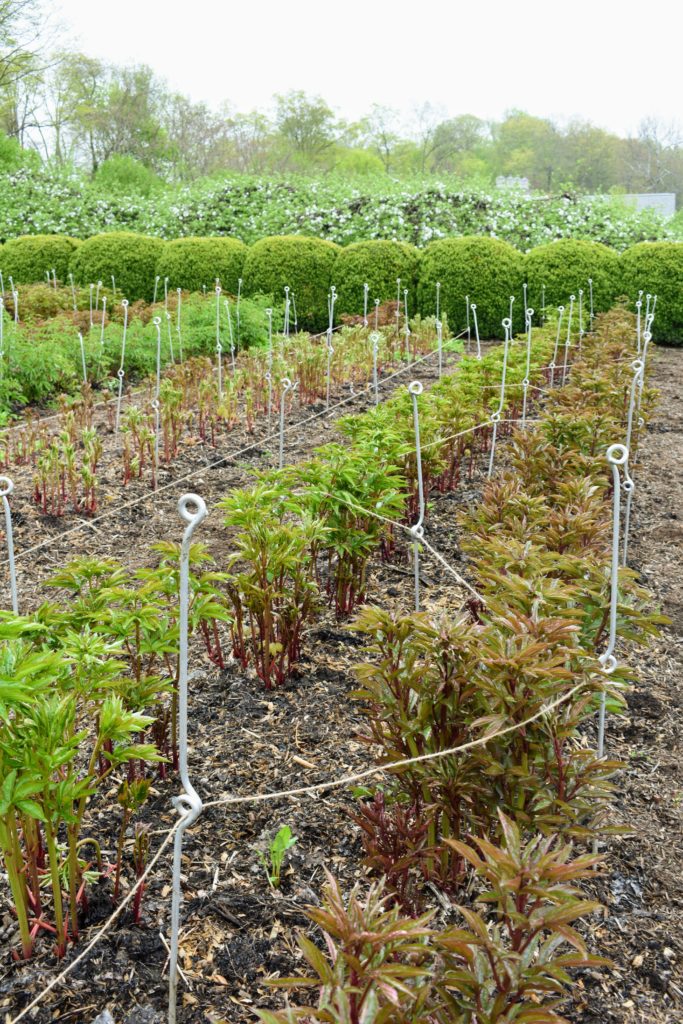 Staking My Herbaceous Peonies at the Farm - The Martha Stewart Blog