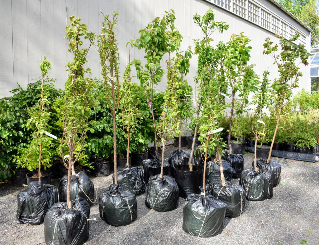 Fruit Trees from Windy Hill Farm - The Martha Stewart Blog