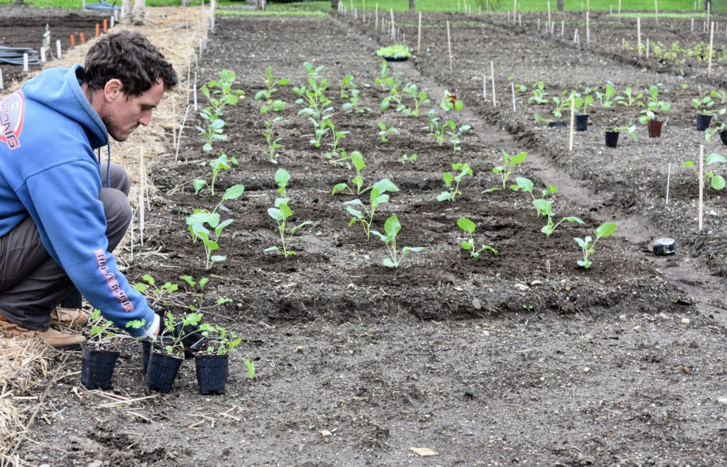 Planting in the Vegetable Garden - The Martha Stewart Blog