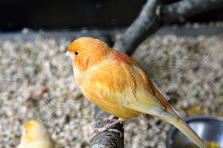 My Beautiful Canaries in Spring - The Martha Stewart Blog