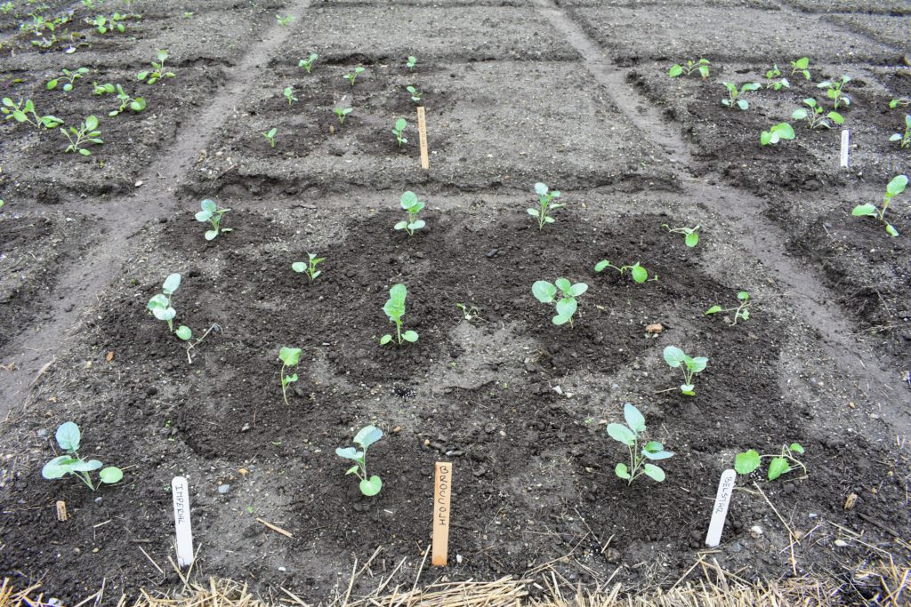 Planting in the Vegetable Garden - The Martha Stewart Blog
