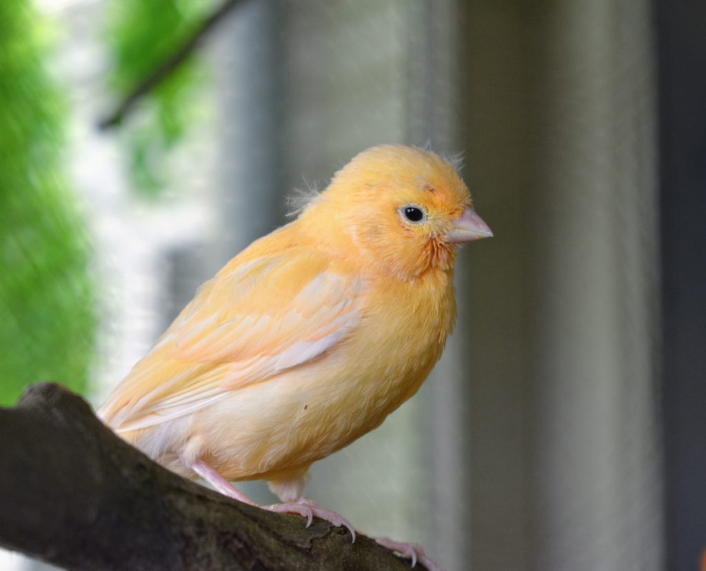 My Beautiful Canaries in Spring - The Martha Stewart Blog