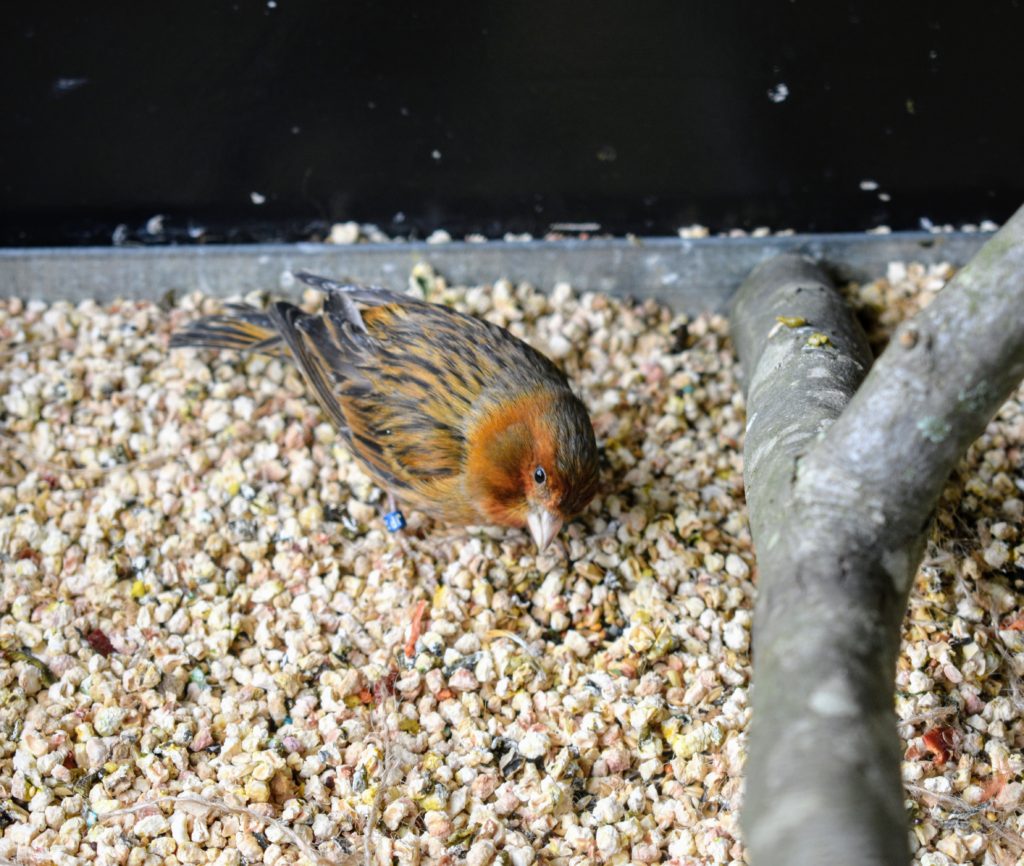 My Beautiful Canaries in Spring - The Martha Stewart Blog