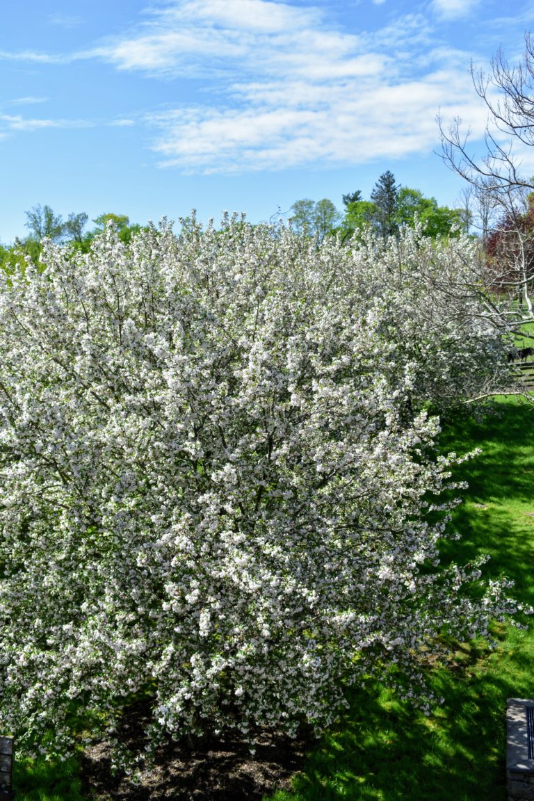 My Gardens in May - The Martha Stewart Blog