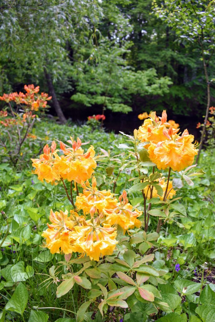 The Martha Stewart Blog : Blog Archive Flowering Azaleas at My Farm ...