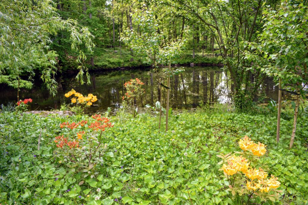 The Martha Stewart Blog : Blog Archive Flowering Azaleas at My Farm ...
