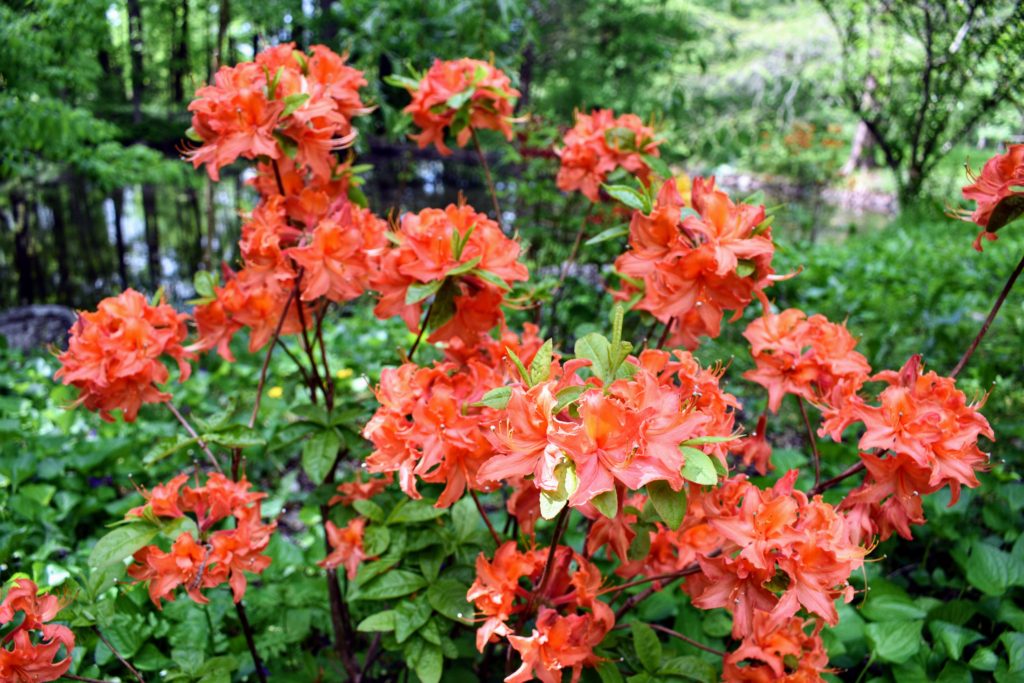 The Martha Stewart Blog : Blog Archive Flowering Azaleas at My Farm ...
