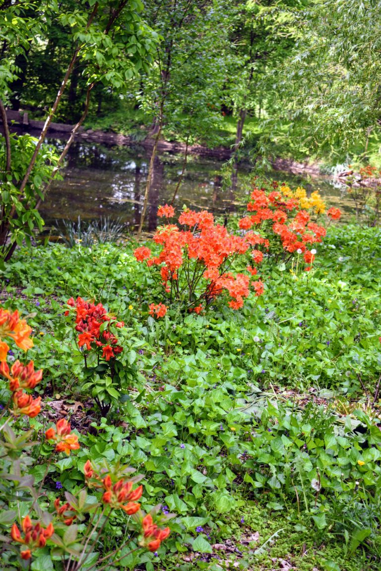 Flowering Azaleas at My Farm - The Martha Stewart Blog