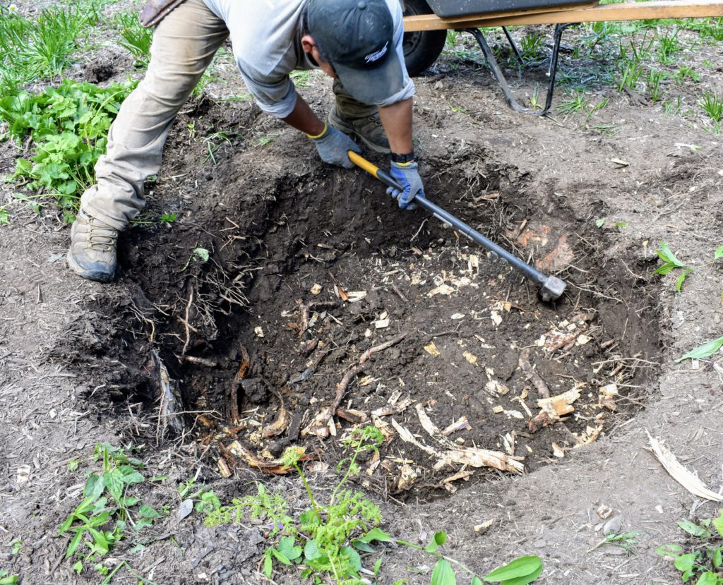 Planting Trees in the Shade Garden - The Martha Stewart Blog