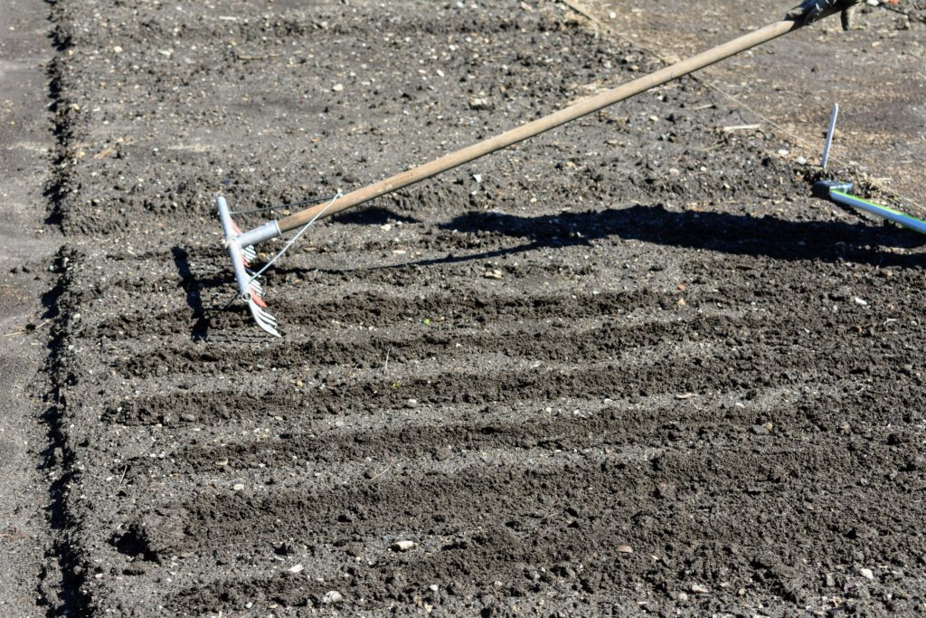 The Martha Stewart Blog : Blog Archive Planting in the Vegetable Garden ...