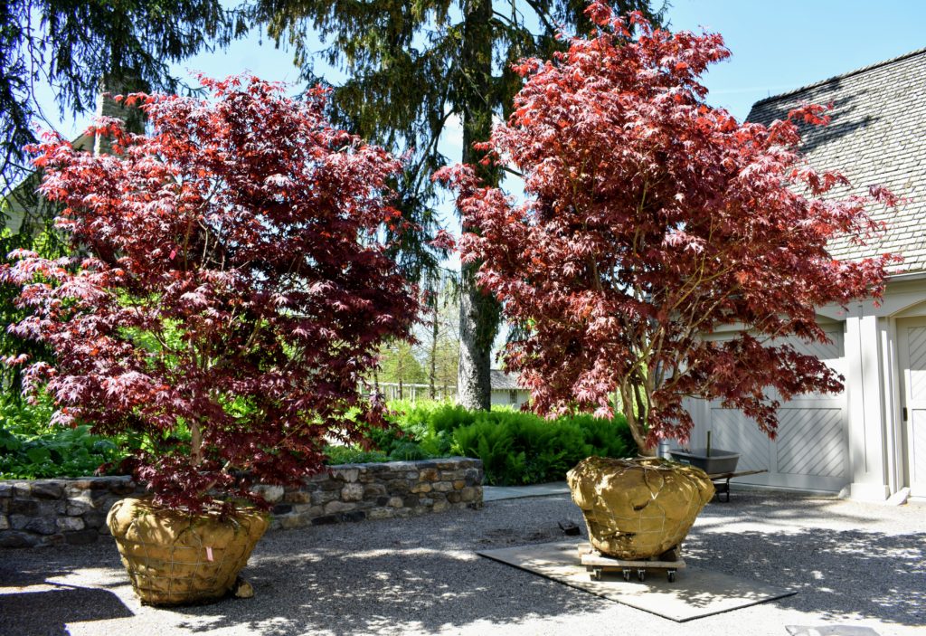 Planting Trees in the Shade Garden - The Martha Stewart Blog