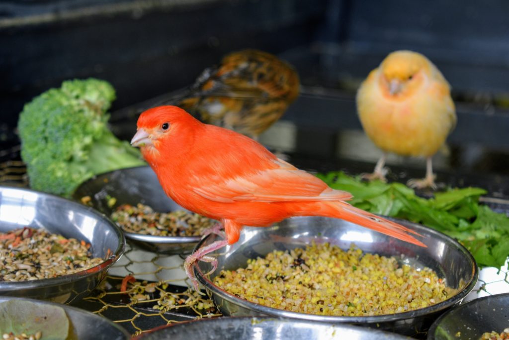 My Beautiful Canaries in Spring - The Martha Stewart Blog
