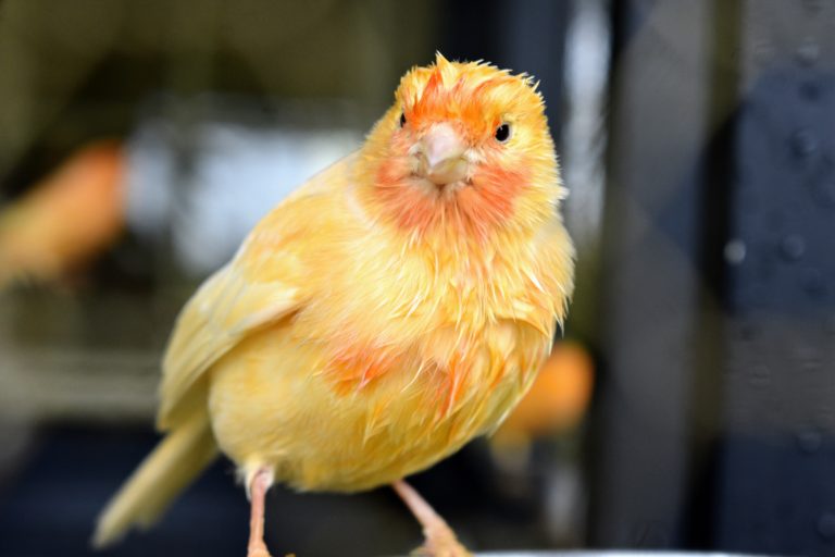 My Beautiful Canaries in Spring - The Martha Stewart Blog