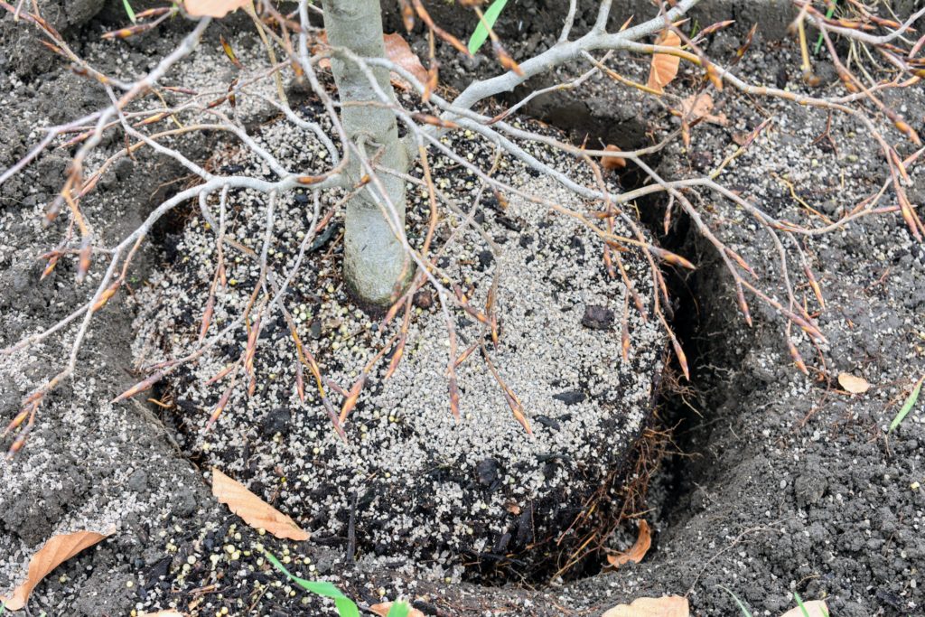 Planting European Beech Trees - The Martha Stewart Blog