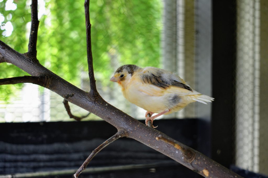 My Beautiful Canaries in Spring - The Martha Stewart Blog