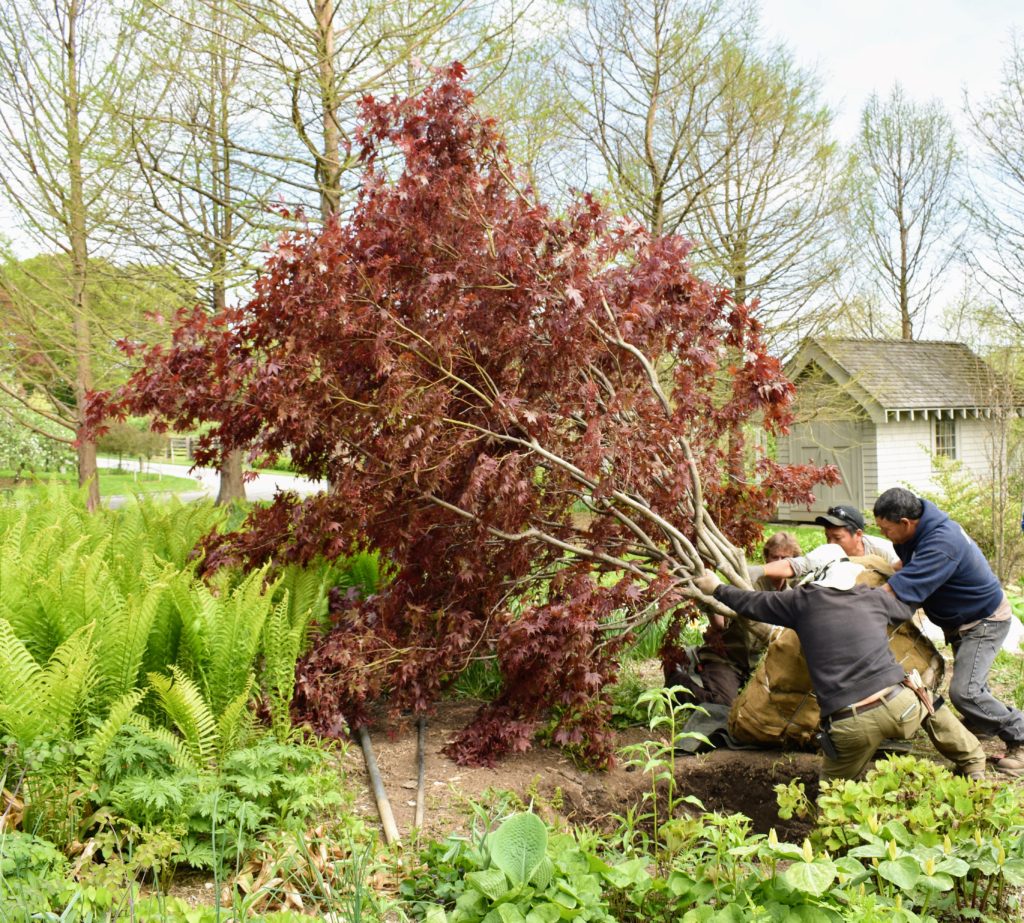 Planting Trees in the Shade Garden - The Martha Stewart Blog