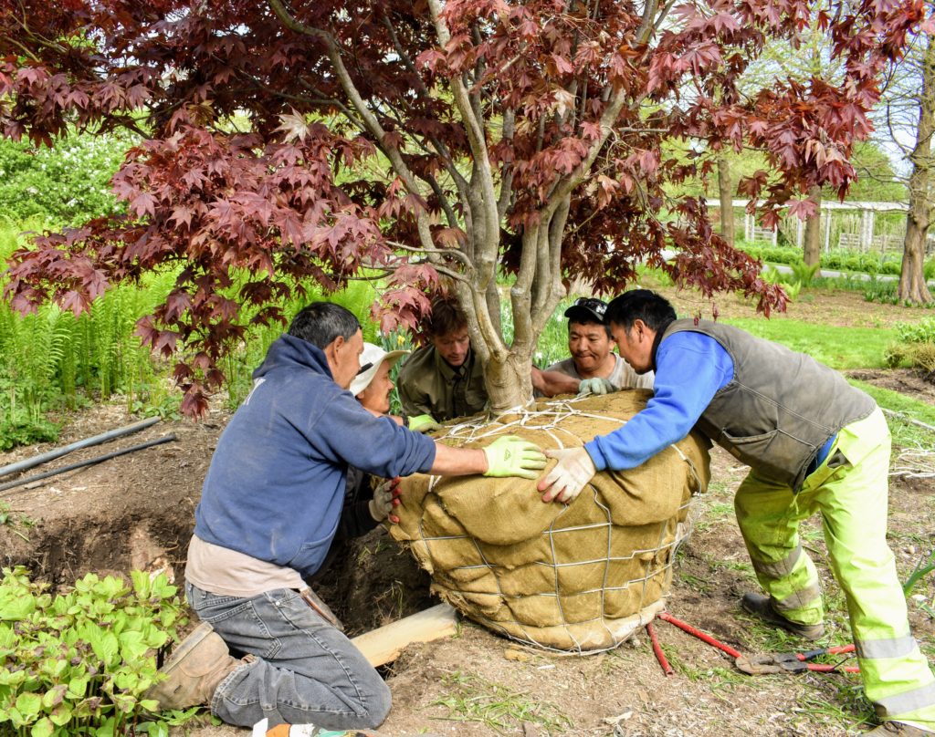 Planting Trees in the Shade Garden - The Martha Stewart Blog