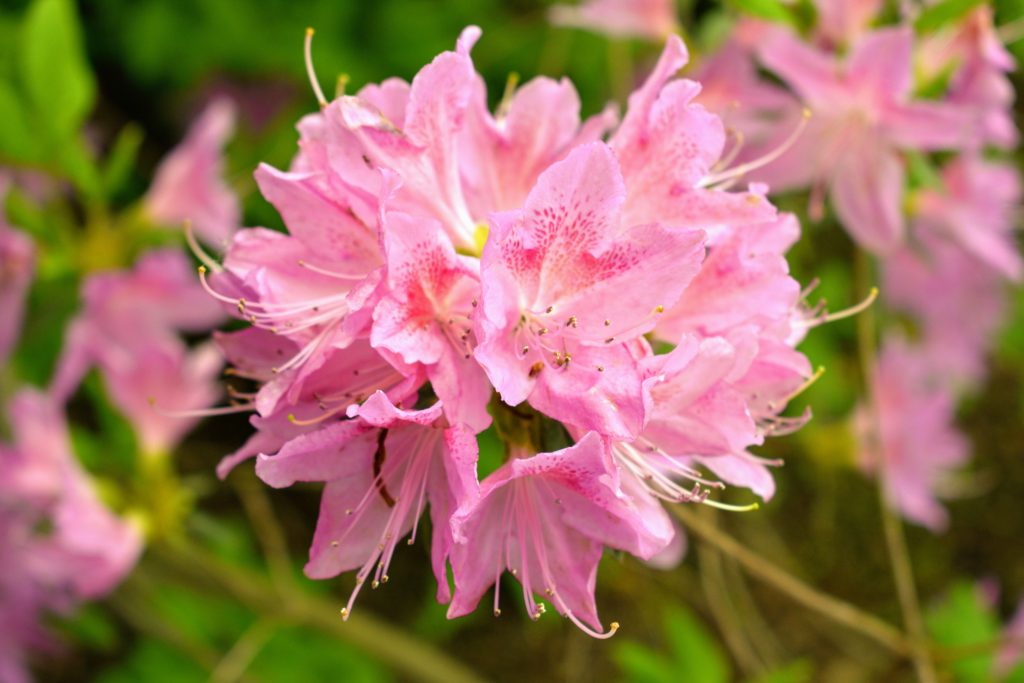 Flowering Azaleas at My Farm - The Martha Stewart Blog