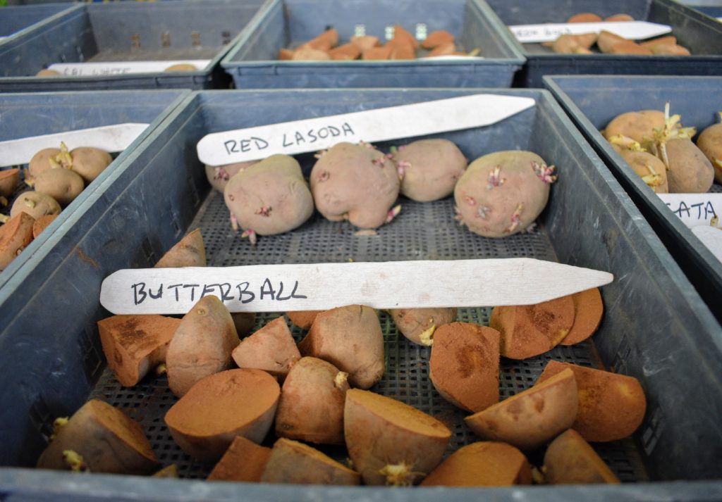 Planting Potatoes - The Martha Stewart Blog