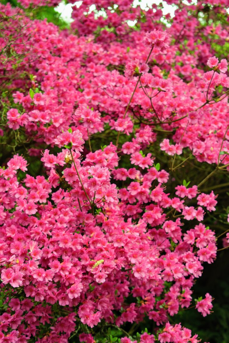 Flowering Azaleas at My Farm - The Martha Stewart Blog