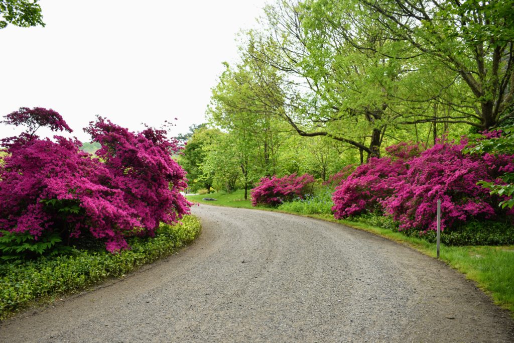 Flowering Azaleas at My Farm - The Martha Stewart Blog
