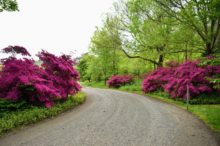 Flowering Azaleas at My Farm - The Martha Stewart Blog
