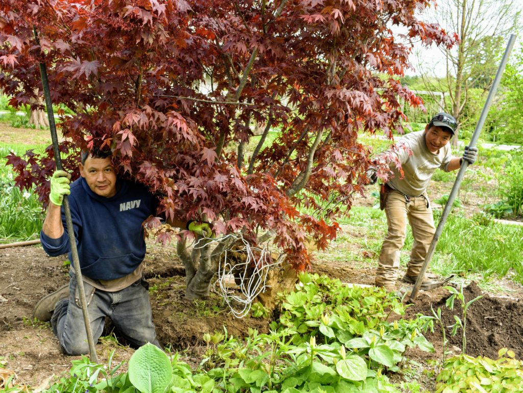 Planting Trees in the Shade Garden - The Martha Stewart Blog