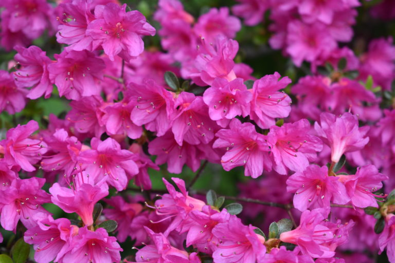 Flowering Azaleas at My Farm - The Martha Stewart Blog