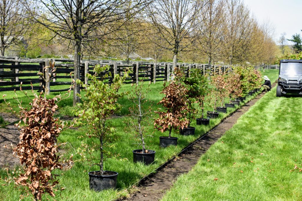 The Martha Stewart Blog : Blog Archive Planting European Beech Trees ...