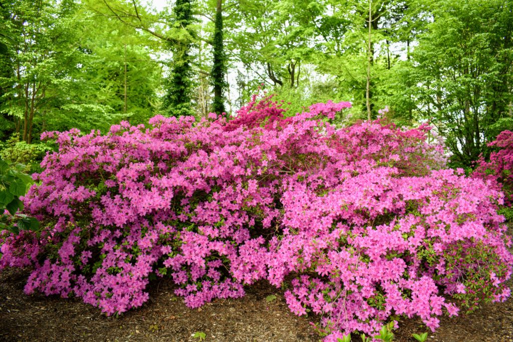 Flowering Azaleas at My Farm - The Martha Stewart Blog