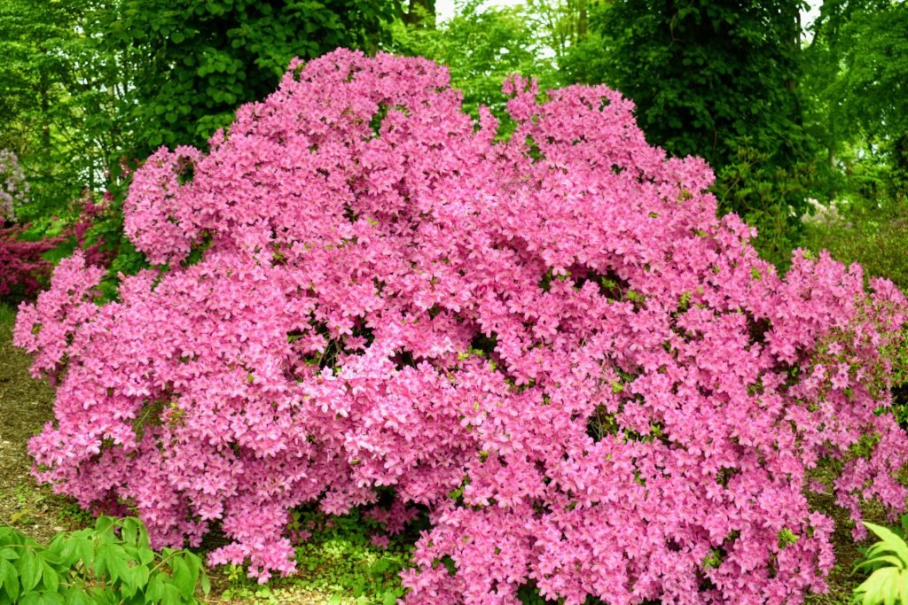 Flowering Azaleas at My Farm - The Martha Stewart Blog