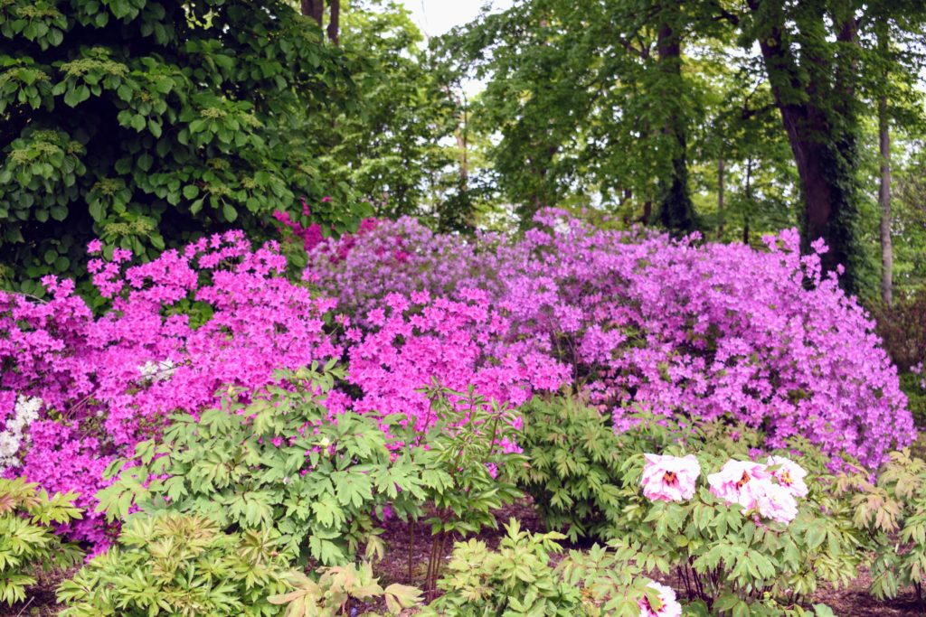 Flowering Azaleas at My Farm - The Martha Stewart Blog