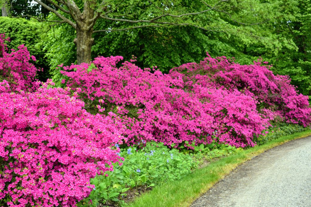 The Martha Stewart Blog : Blog Archive Flowering Azaleas at My Farm ...