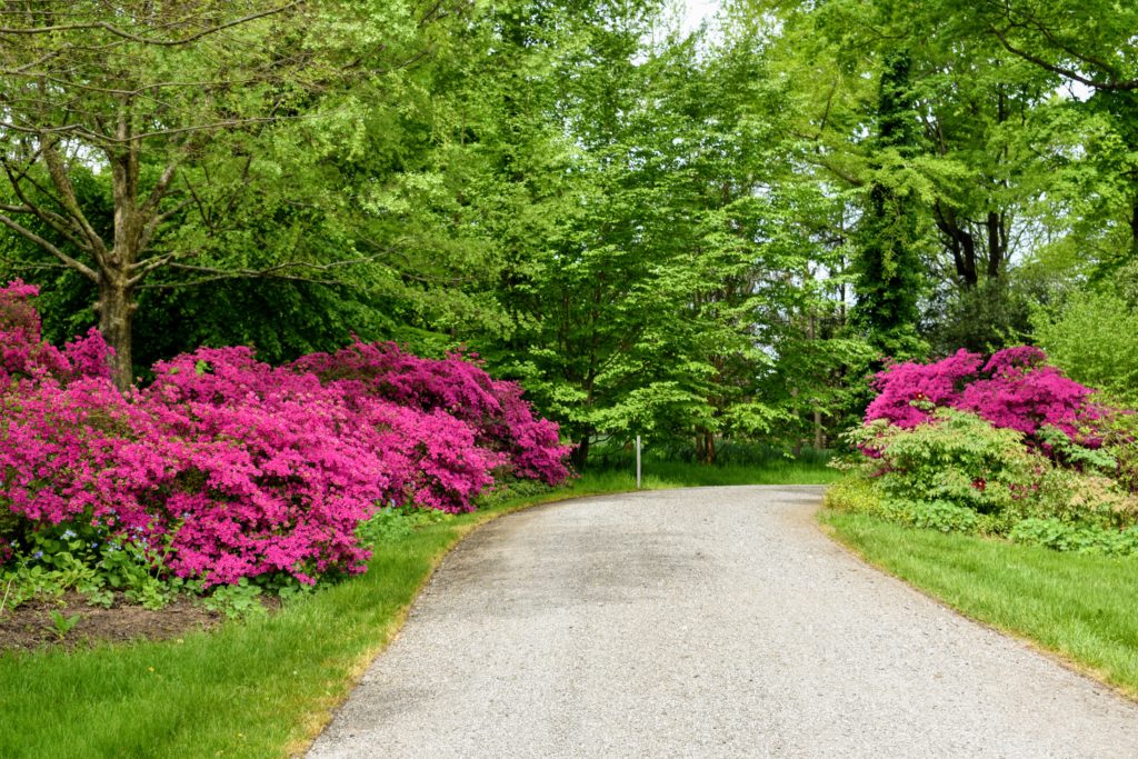 Flowering Azaleas at My Farm - The Martha Stewart Blog