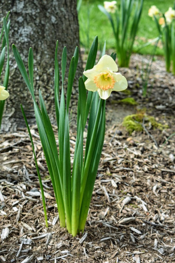 Blooming Daffodils Around the Farm - The Martha Stewart Blog