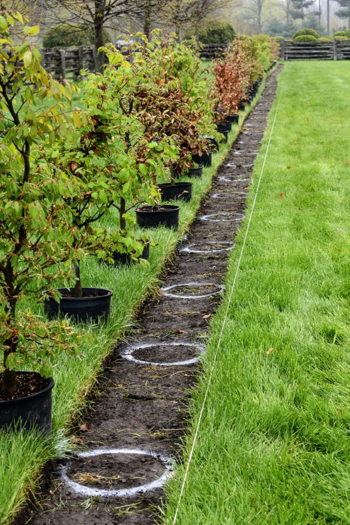 The Martha Stewart Blog : Blog Archive Planting European Beech Trees ...