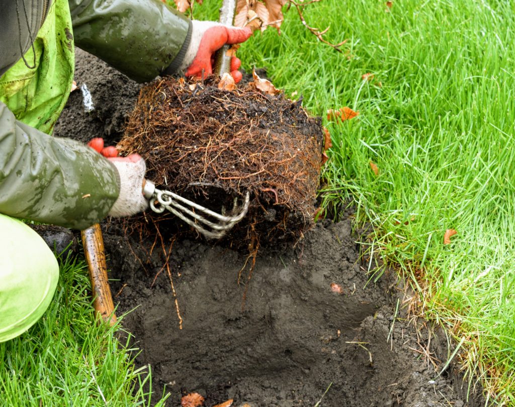 The Martha Stewart Blog : Blog Archive Planting European Beech Trees ...