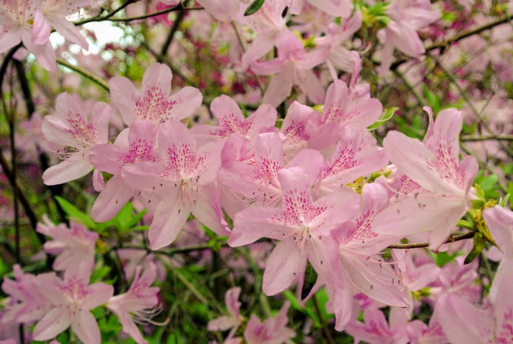 Flowering Azaleas at My Farm - The Martha Stewart Blog