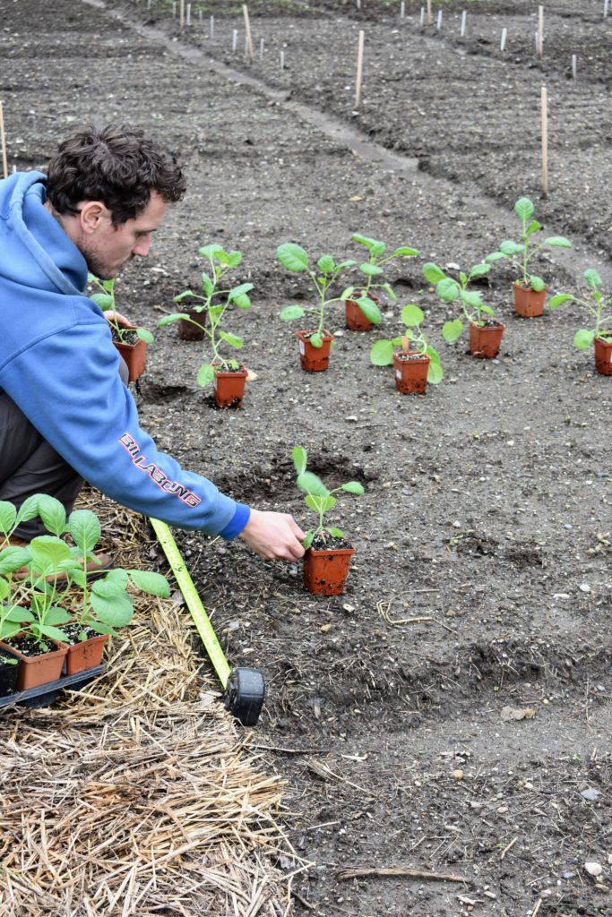 Planting in the Vegetable Garden - The Martha Stewart Blog